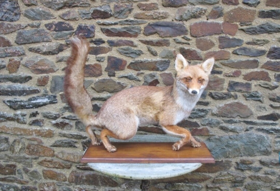 A Very Nice French Taxidermy Hunting Trophy Fox Mounted on A Wooden ...