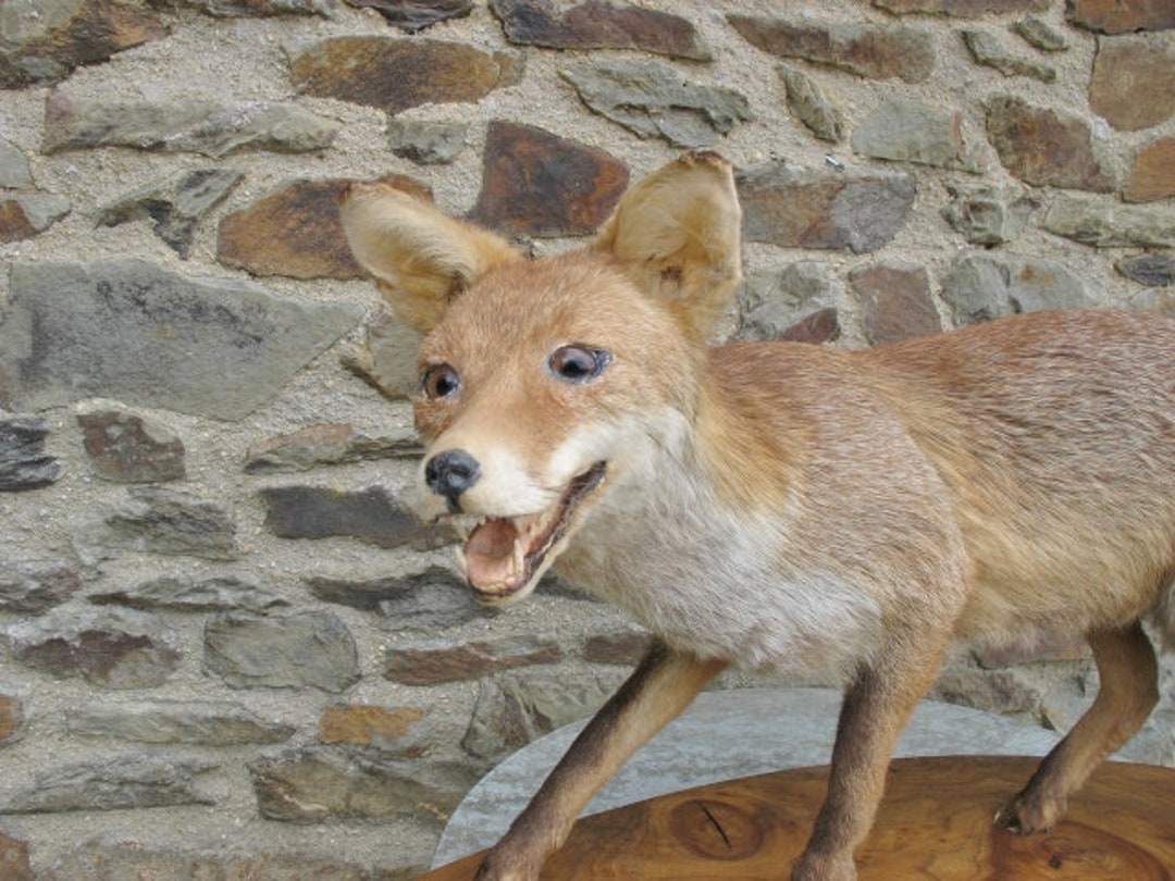 A French Taxidermy Hunting Trophy Fox Mounted on A Wooden Base - Etsy