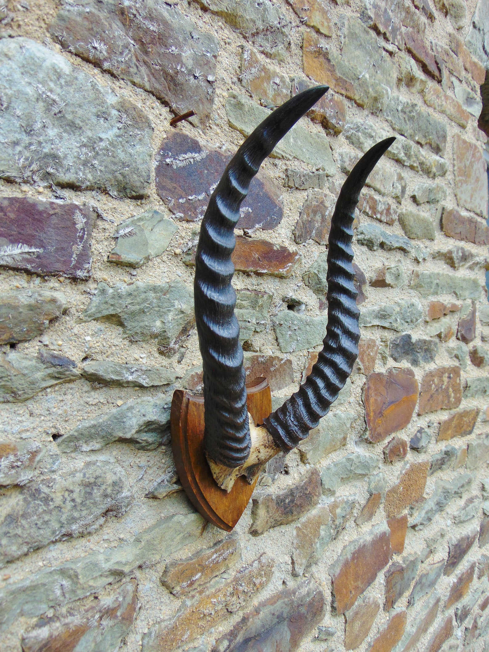 A Good Old Antelope / Gazelle Taxidermy Hunting Trophy With Horns on ...