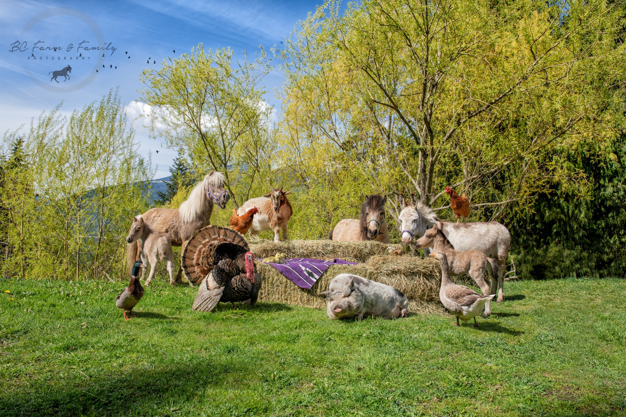 A Beautiful Farm Digital Backdrop to Use for Your Own Creations! - Etsy
