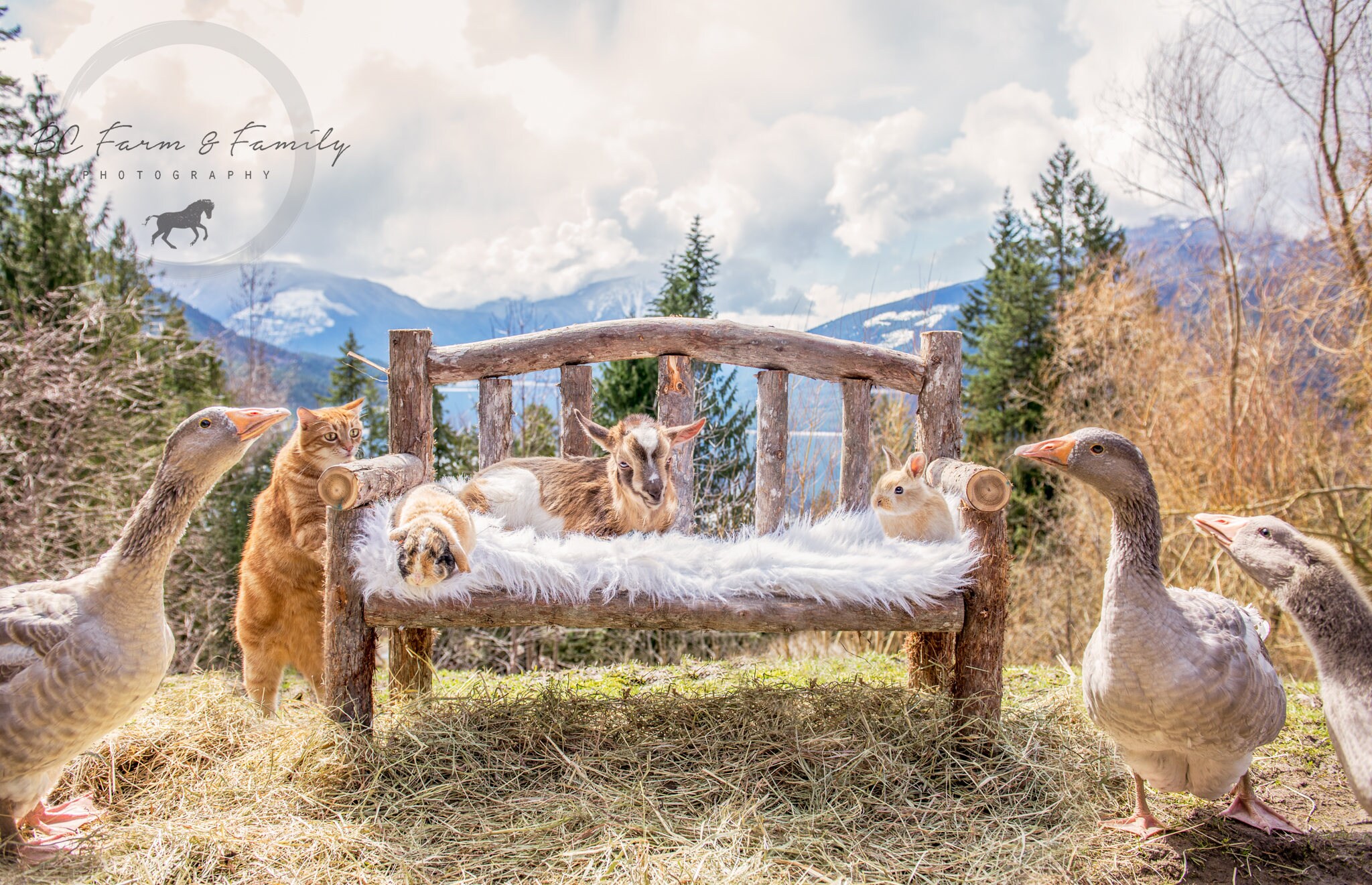 A Beautiful Digital Backdrop to Use for Your Own Creations! - Etsy