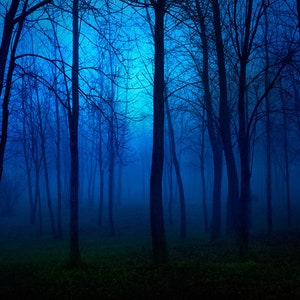 Deep Dark Blue Forest, Trees, Beautiful Blue Forest Canvas Print ...