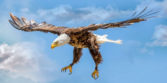 American Eagle In Flight Clouds