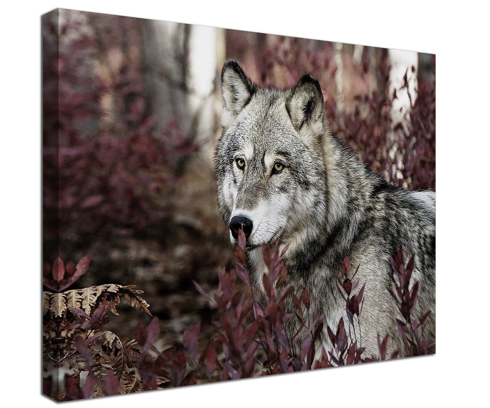 Grey Wolf Canvas Print, Wolf Wall Art, Canvas Print. Wall Art, Black ...