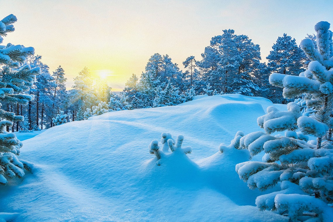 Winter Snow Forest Canvas Print, Ready to Hang - Etsy