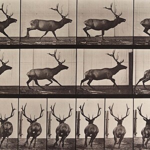 Eadweard Muybridge Motion Study Photo, Elk Trotting, From Animal ...