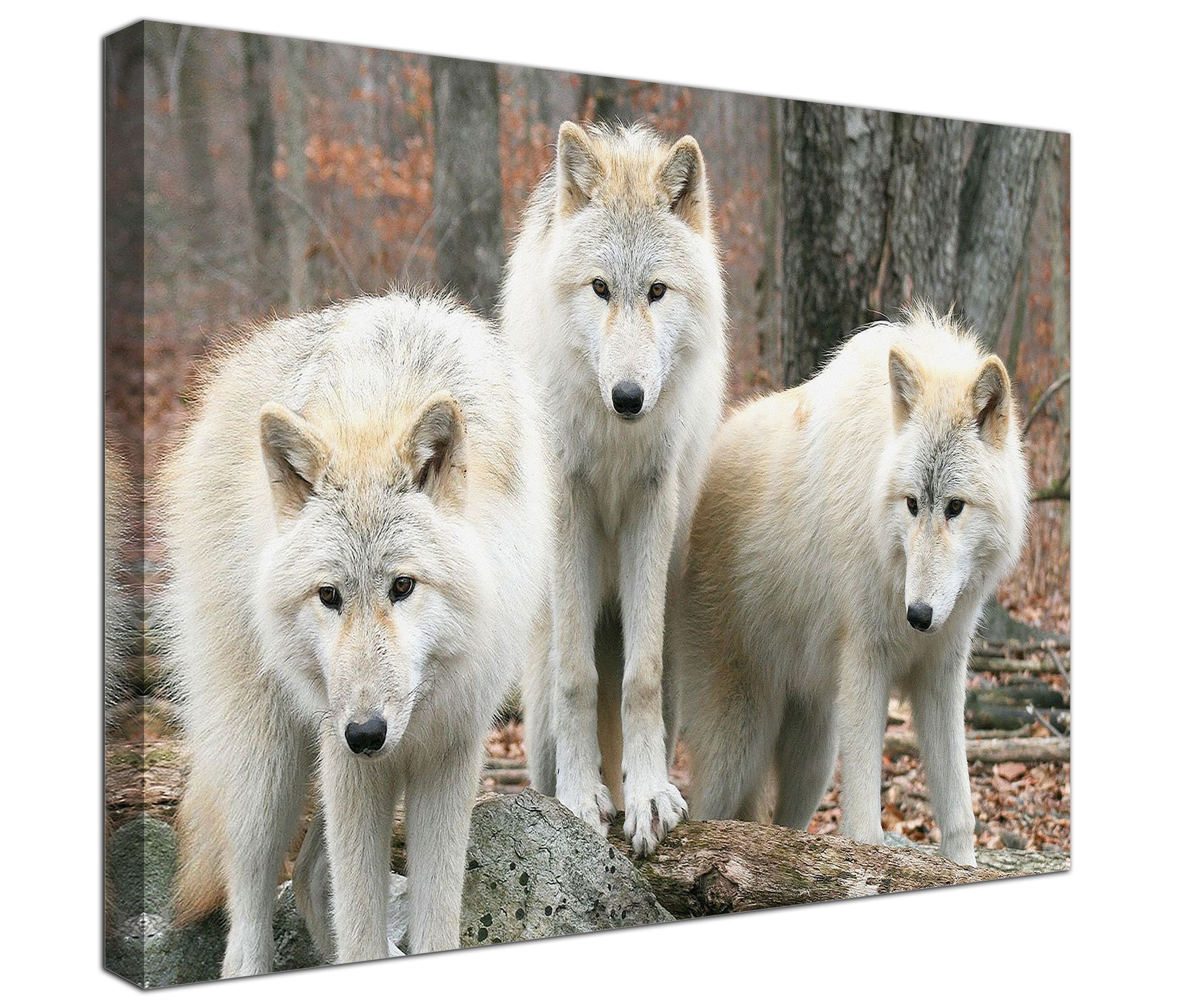 Wolf Art Canvas Framed Wolves Picture Canvas Print Wolf - Etsy