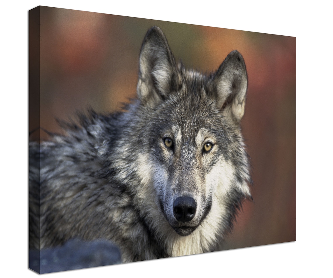 Grey Wolf Canvas Print Wolf Wall Art Canvas Print. Wall Art - Etsy