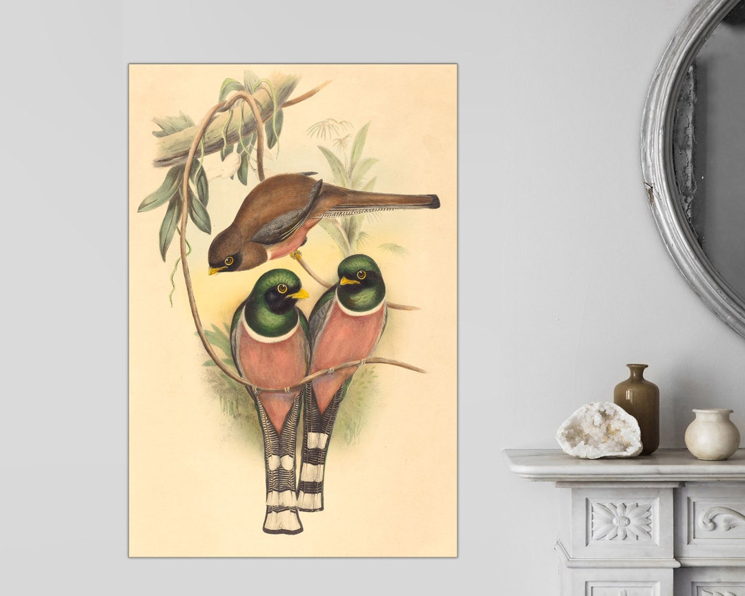 American Robin Print, Botanical Print, Bird Art,audubon Birds, Natural ...