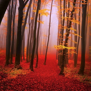 Red Fall Forest Canvas Art, Autumn Wall Decor, Autumn Canvas Print ...