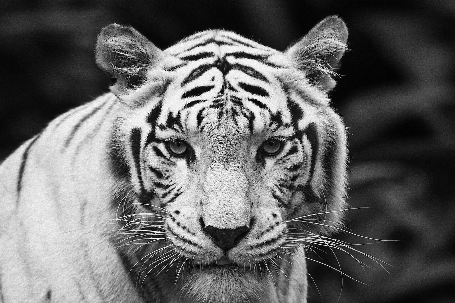Black and White Tiger Print Wall Art Print Prints on Canvas - Etsy