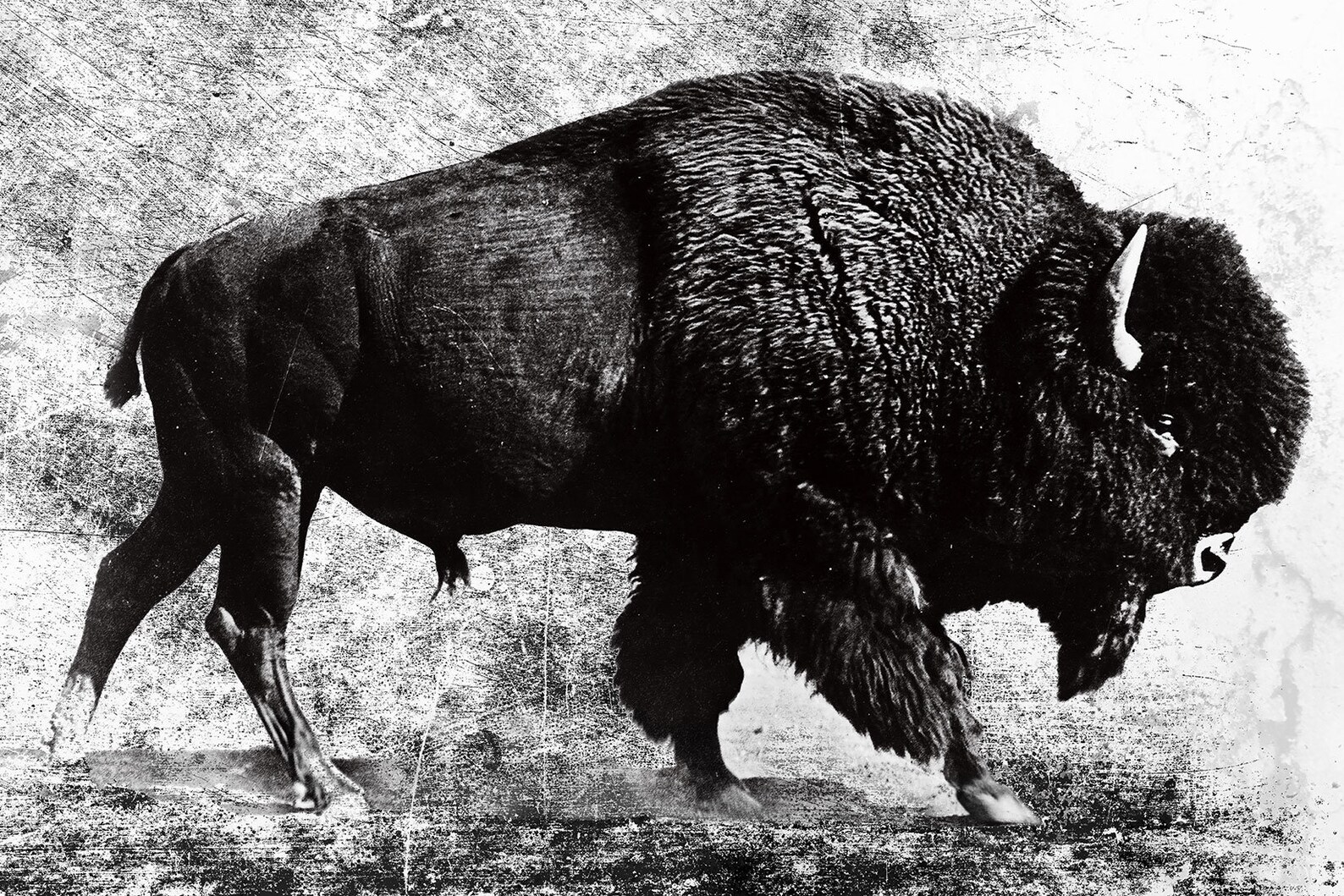 American Bison, Black and White Bison Canvas Print, Bison Wall Art ...