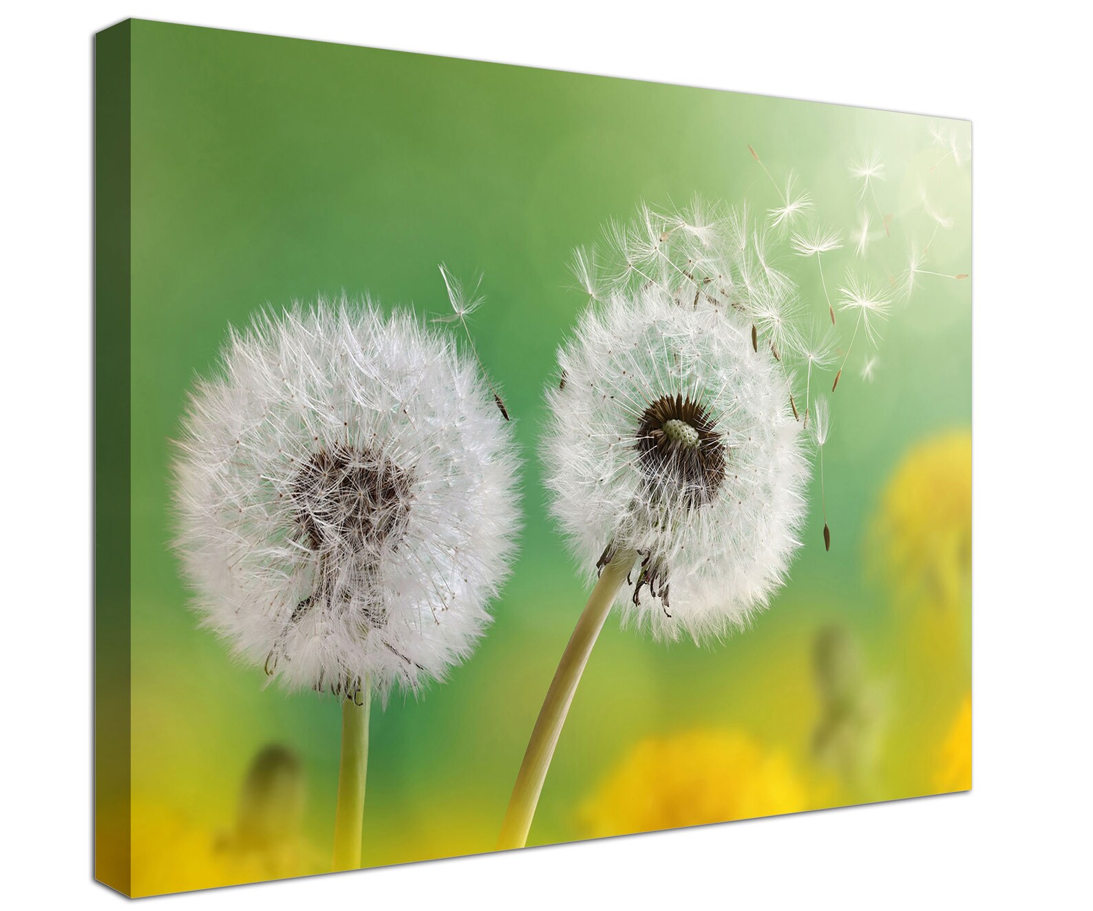 Dandelions Closeup canvas printDandelions wall artBlow ball | Etsy