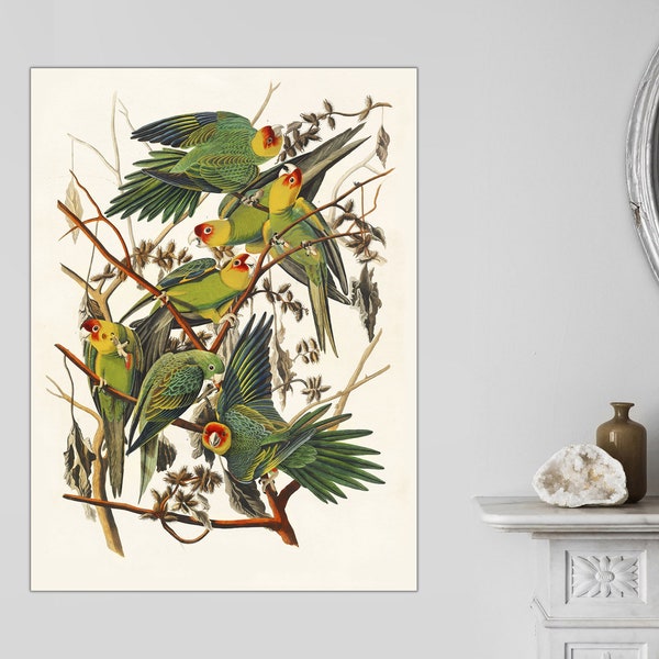 Parrot Poster - Etsy