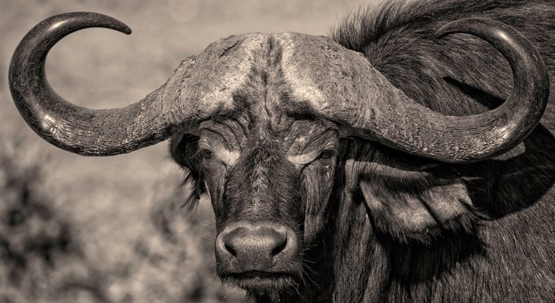 Bull Large Canvas Art Bull Art Decor Wall Art Print Black and - Etsy