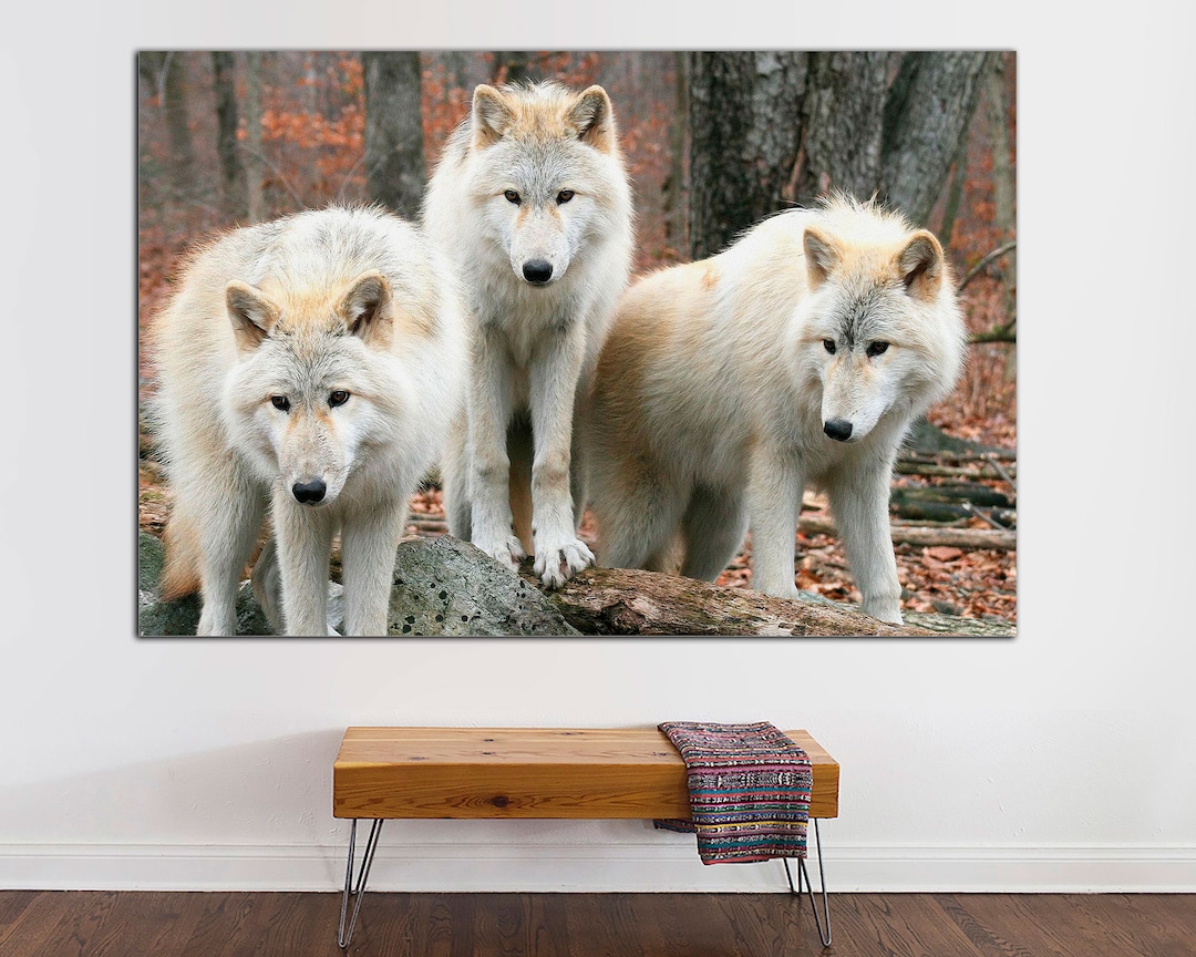 Wolf Art, Canvas, Framed Wolves Picture, Canvas Print, Wolf Wall Art ...