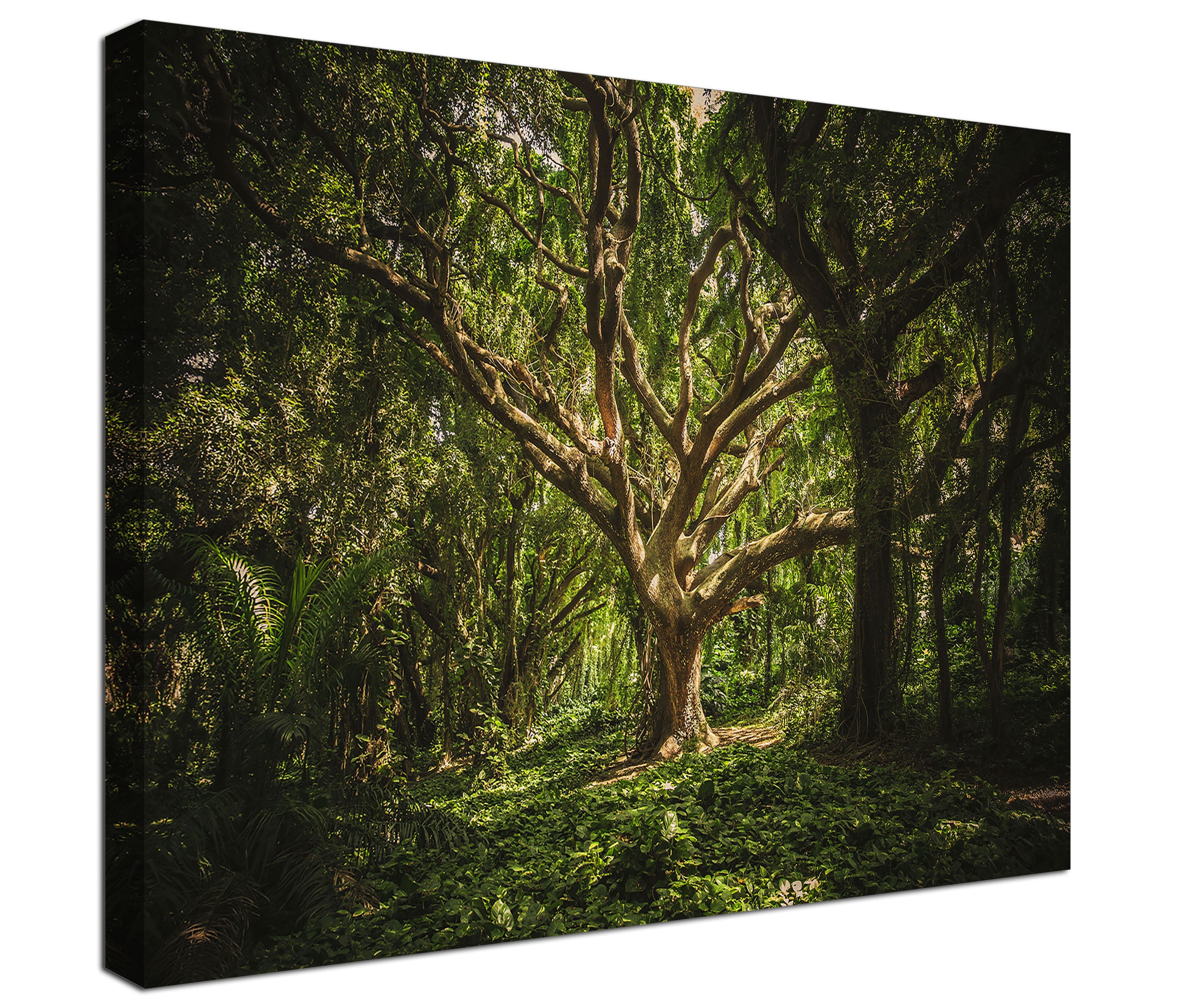 Tree branches with leaves in sunlight Print on Canvas | Etsy