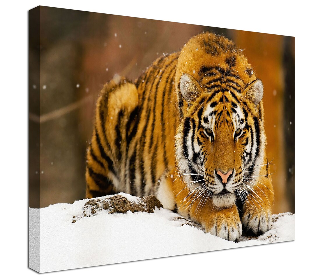 Tiger Print Wall Art Print Prints on Canvas the Face of a - Etsy