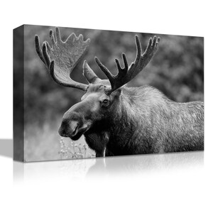 Black and White Moose Portrait Canvas Print, Ready to Hang, Moose Photo ...