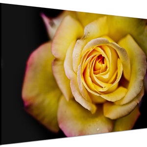 Yellow Rose Canvas Print, Yellow Rose Home Decor, Rose Wall Art,nature ...