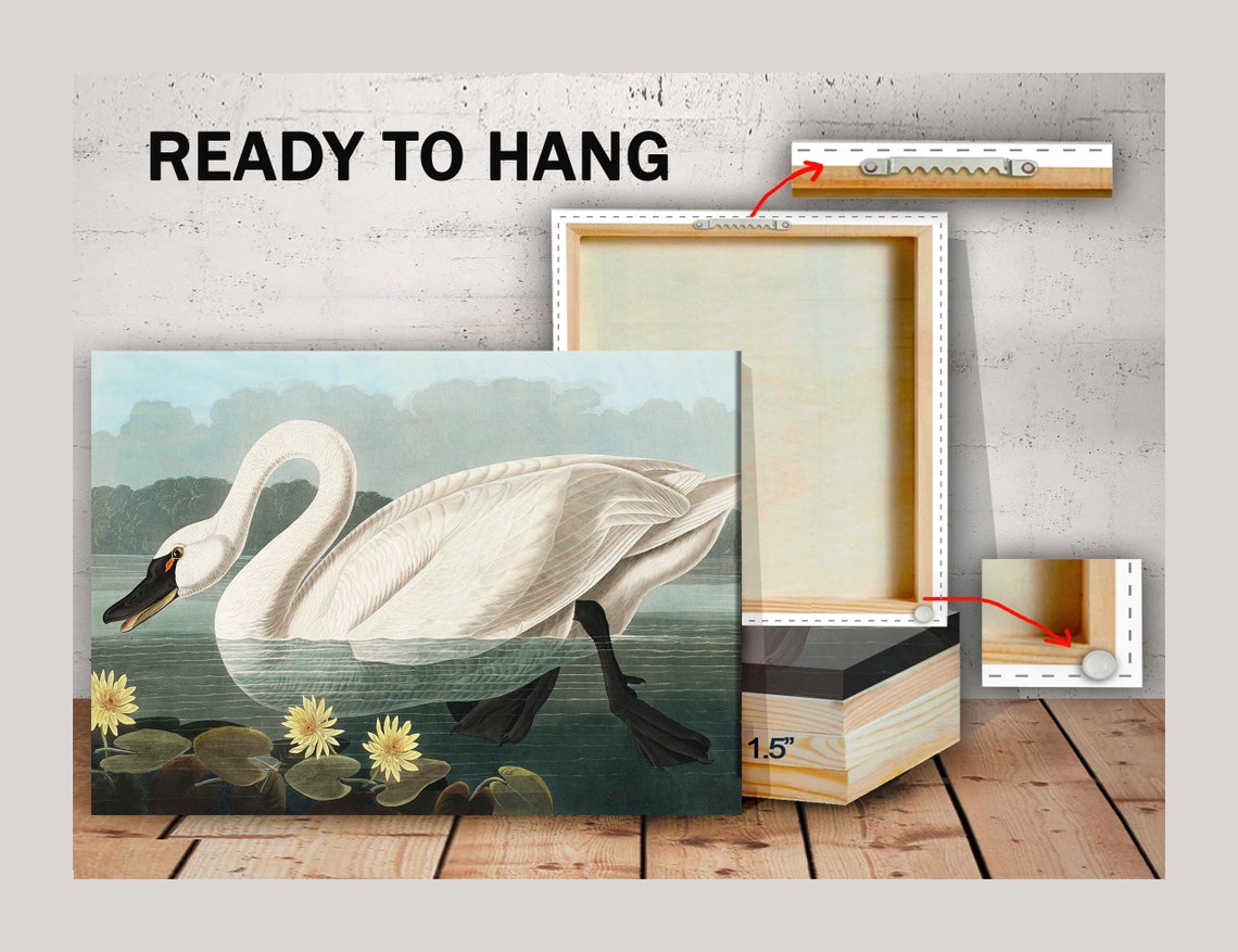 John James Audubon, Common American Swan, Canvas Wall, American Swan ...