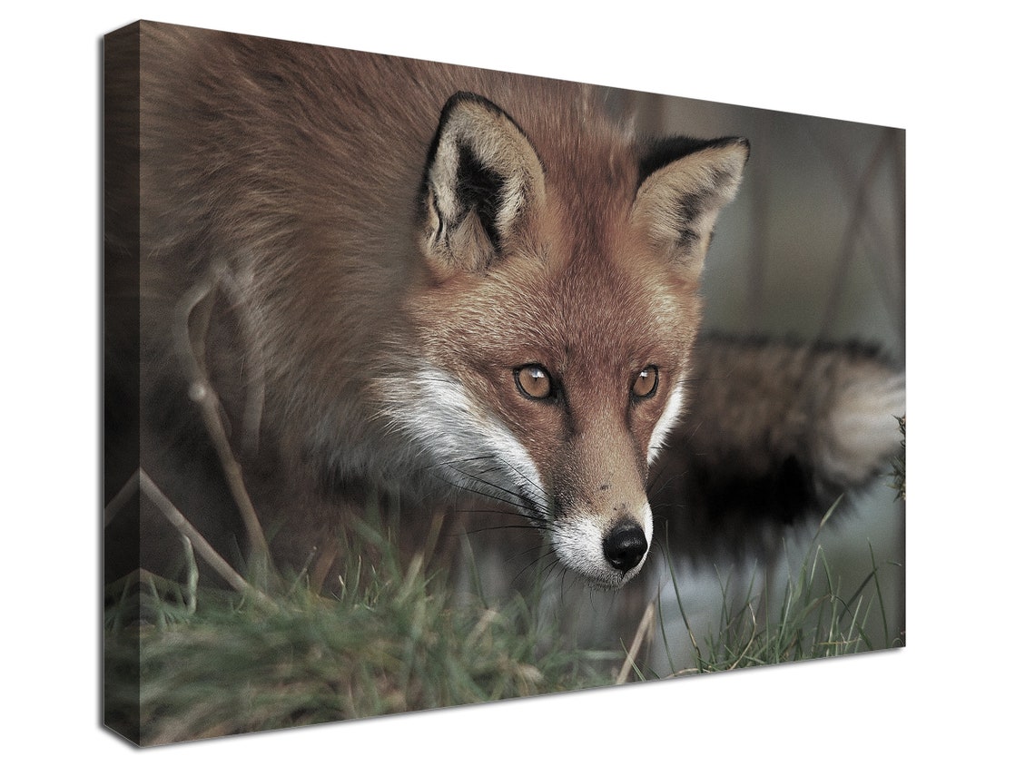 Fox Canvas Print Fox Wall Art Canvas Print. Wall Art Large - Etsy UK