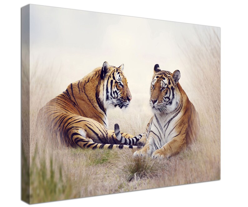 Resting Tigers Canvas Print, Tiger Wall Art, Ready to Hang - Etsy