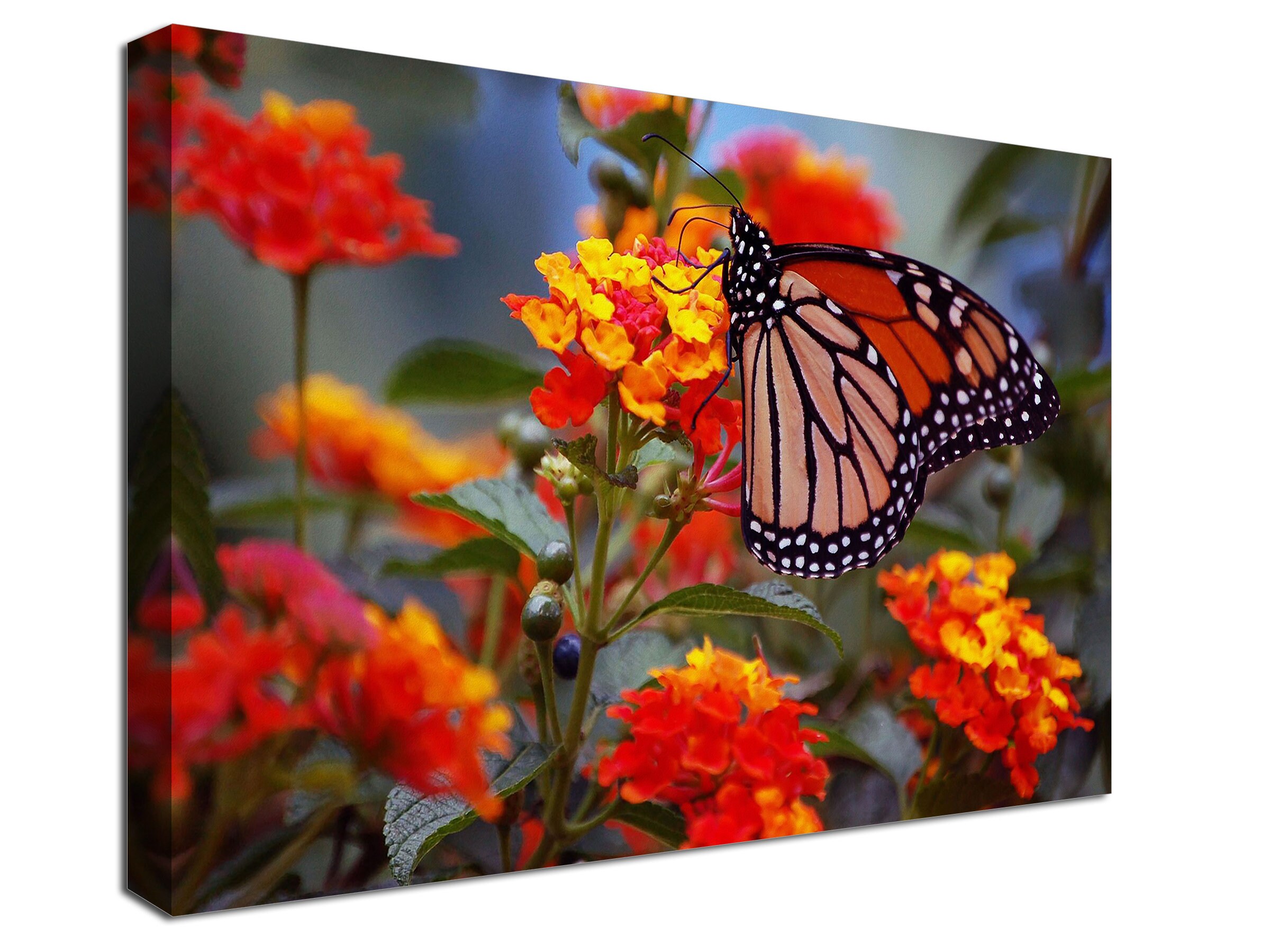 Beautiful and Colorful Butterfly Canvas Print Butterfly Room - Etsy