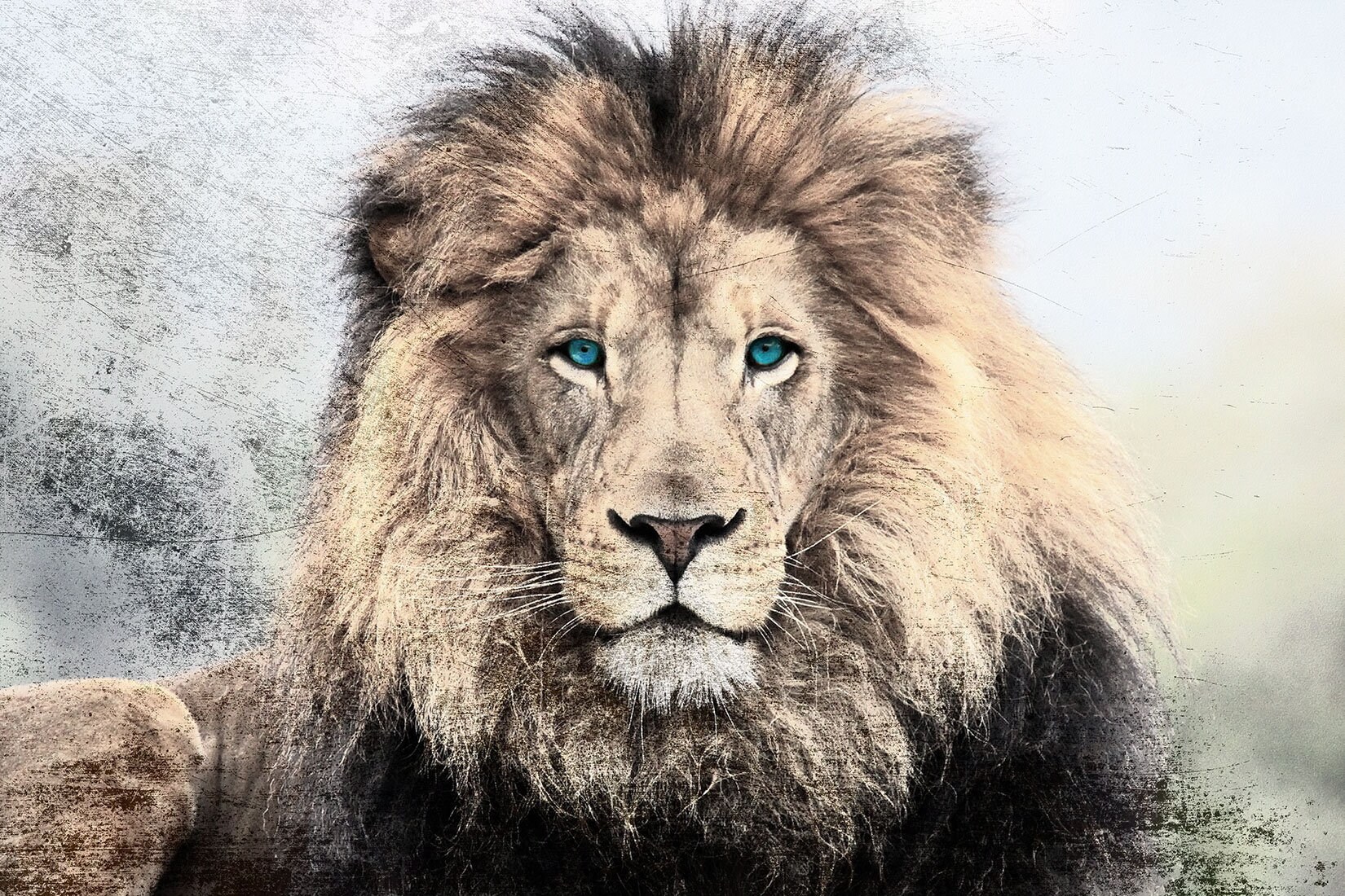 African Lion, Blue, Turquoise Eyes Lion Canvas Print, Ready to Hang ...