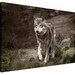 Grey Wolf Canvas Print, Wolf Wall Art, Canvas Print. Wall Art, Black ...