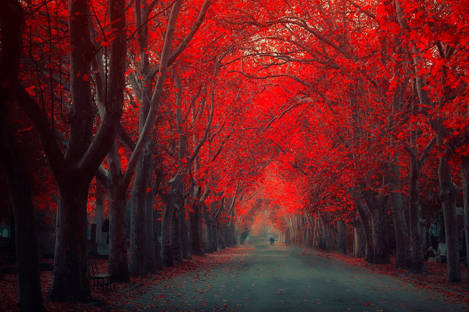 Red Forest, Art Print of Red Leaves Forest, Canvas Print, Beautiful Red ...