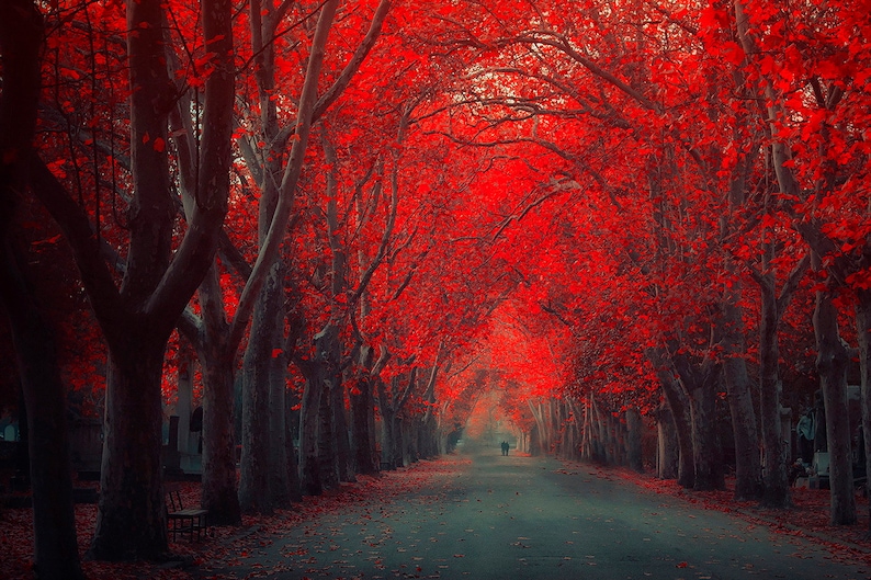 Red Forest, Art Print of Red Leaves Forest, Canvas Print, Beautiful Red ...