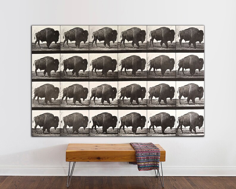 Eadweard Muybridge Buffalo Motion Study, Vintage Animal Locomotion ...