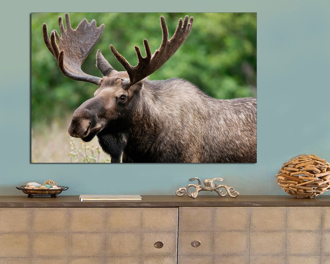 Moose Portrait Canvas Print Wall Art Print on Canvas Moose Photo Art ...