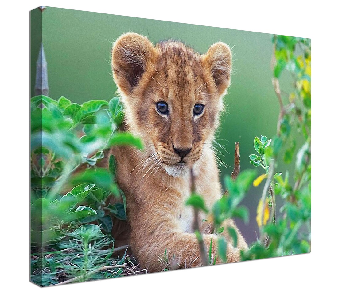 Little Lion Cub in Kenya Lion Cub Wall Art Lion Cub Print - Etsy