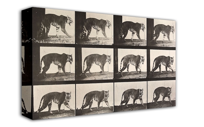 Eadweard Muybridge Tiger Motion Study, Animal Locomotion Canvas Print ...