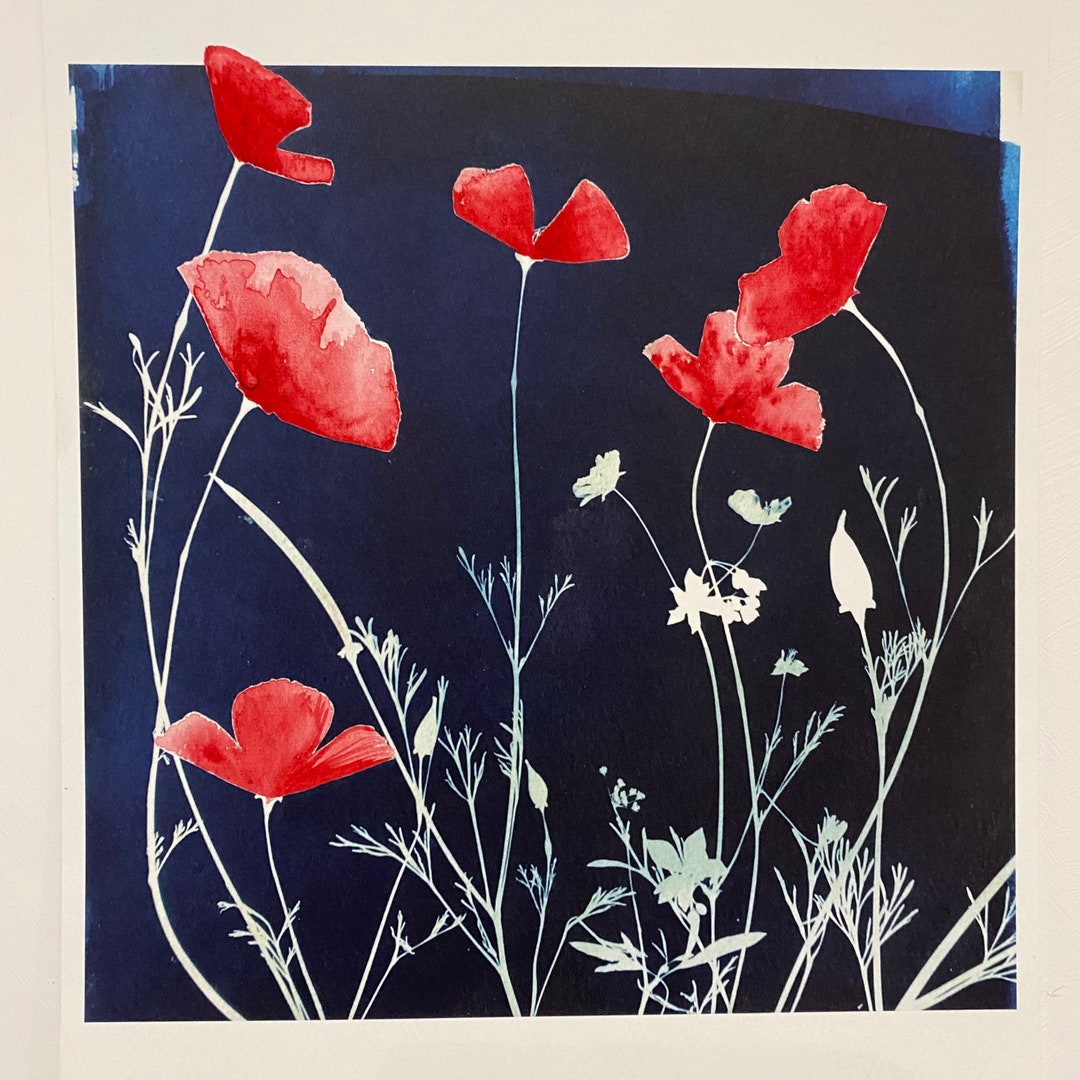 Poppies - Cyanotype & Watercolour - Etsy
