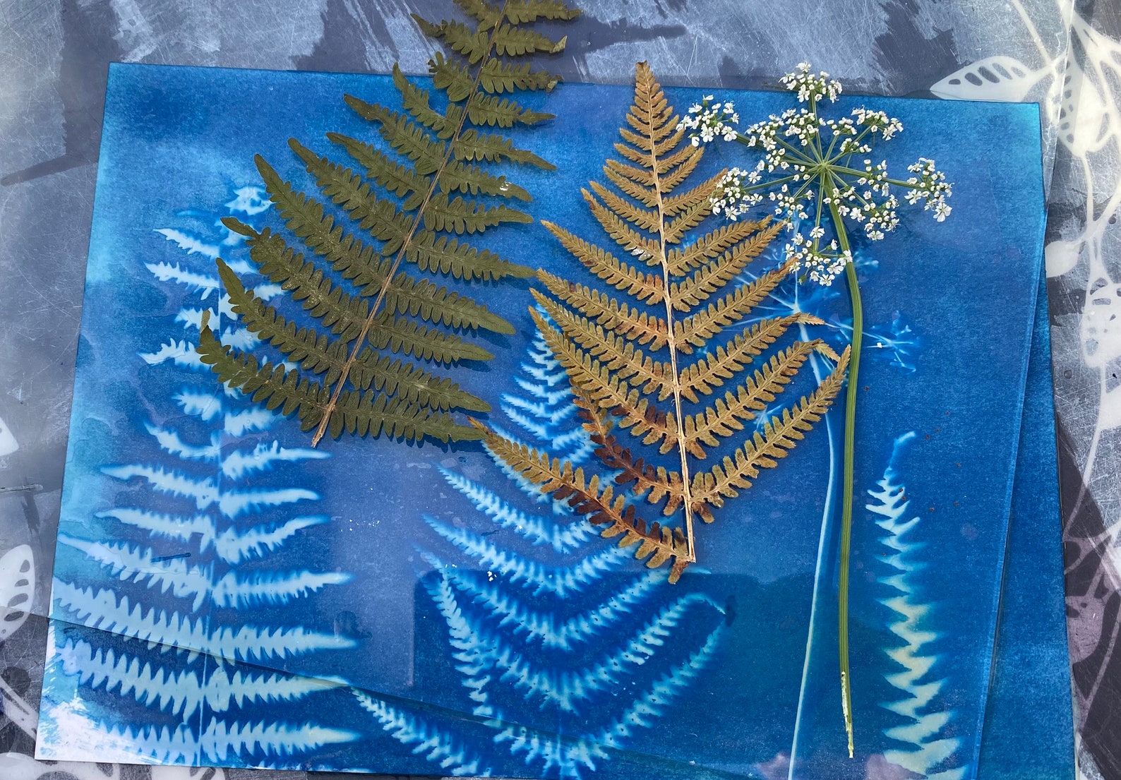 Cyanotype Discovery Kit Children Adult DIY Easy Sun Kit - Etsy