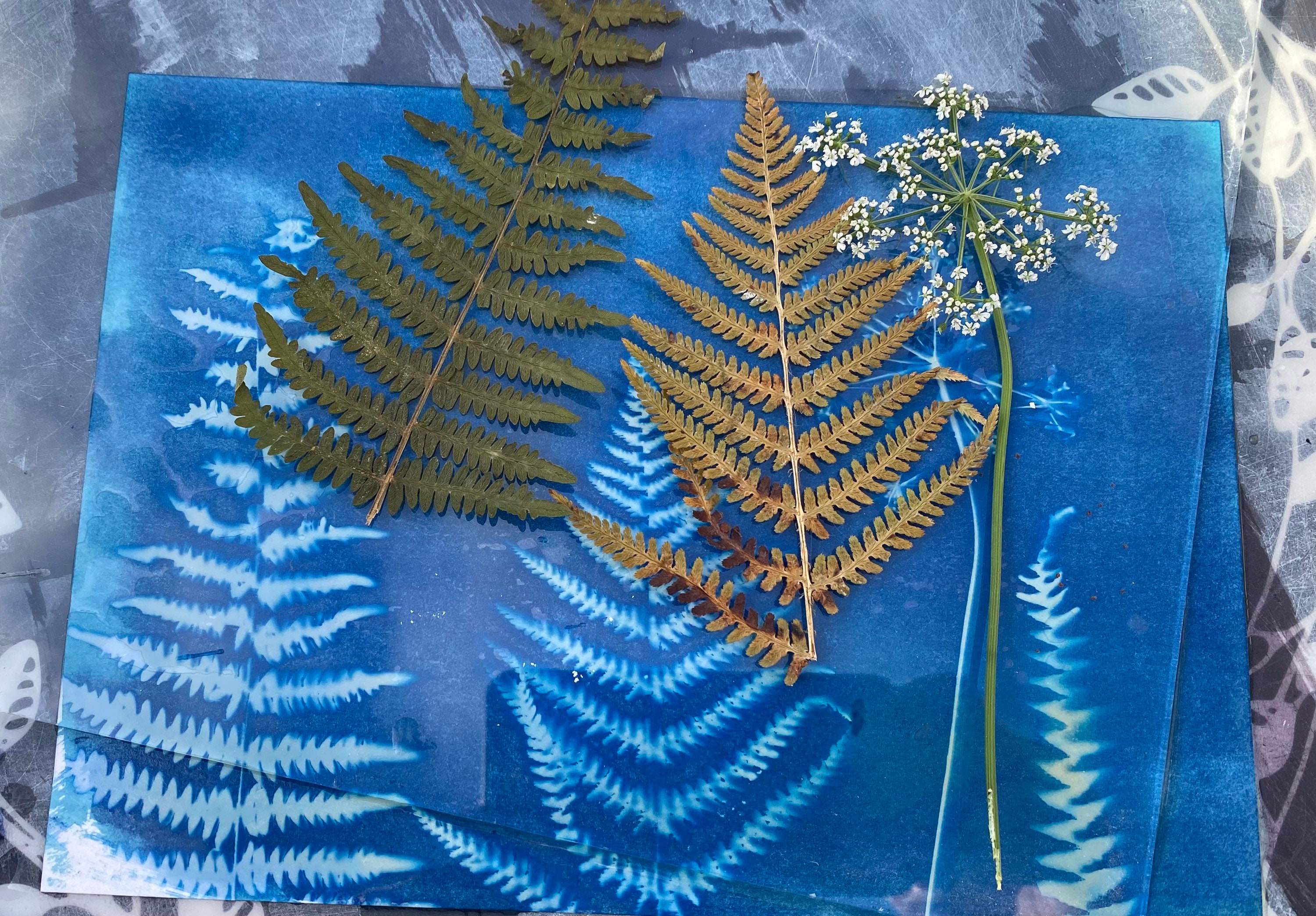 Cyanotype Discovery Kit Children Adult DIY Easy Sun Kit - Etsy