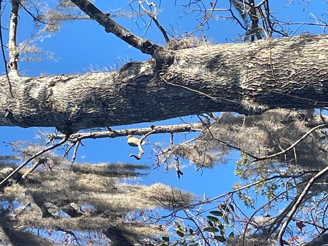 Spanish Moss Fresh From the Swamps of Florida! - Etsy