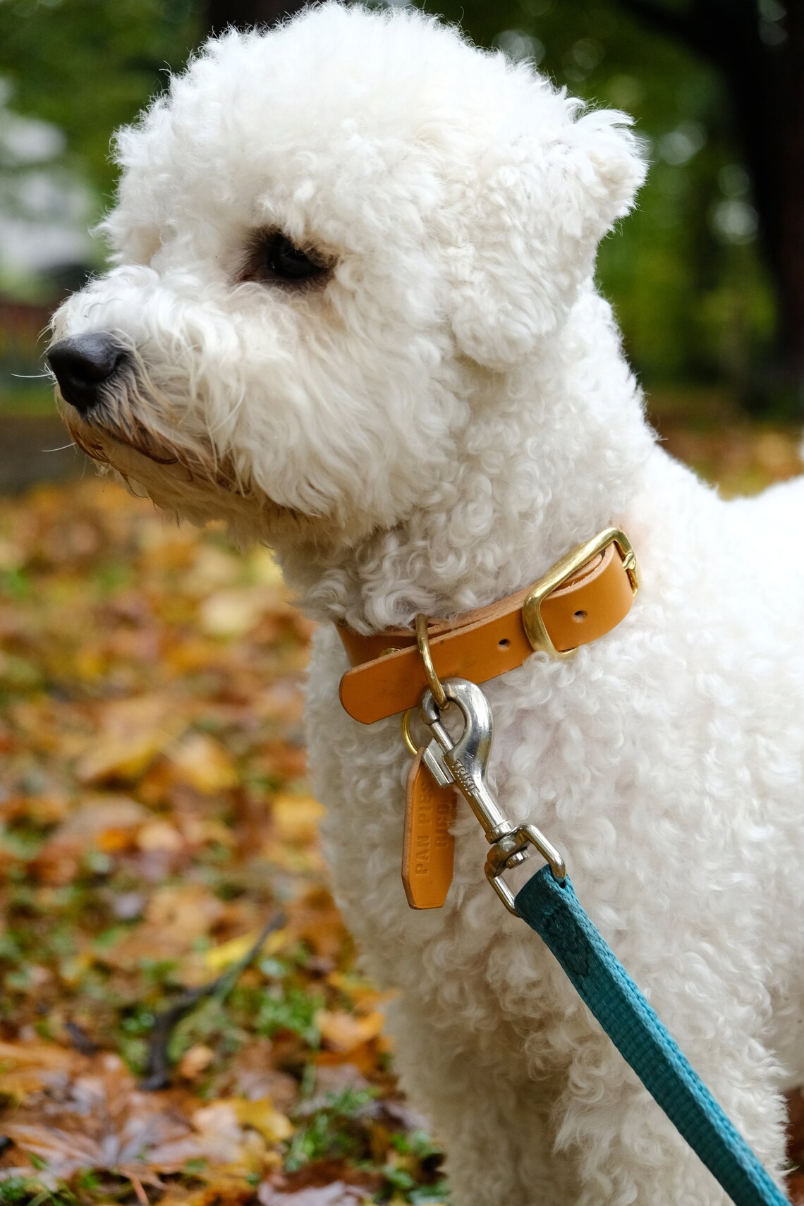 Comrad Dog Collar FREE TAG and PERSONALIZATION English Bridle Leather ...