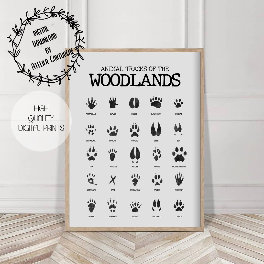 Woodland Animal Tracks, Animal Footprint, Woodland Animal Poster, Boy ...