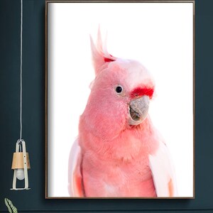 Pink Cockatoo, Australian Bird, Cockatoo Bird, Digital Download, Gallah ...