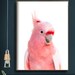 Pink Cockatoo, Australian Bird, Cockatoo Bird, Digital Download, Gallah ...