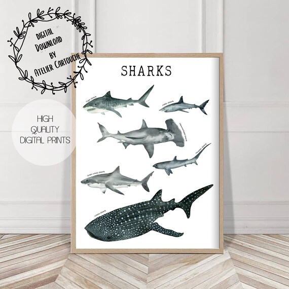 Shark Poster Educational Print Watercolor Illustration - Etsy Canada