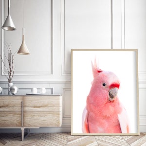 Pink Cockatoo, Australian Bird, Cockatoo Bird, Digital Download, Gallah ...