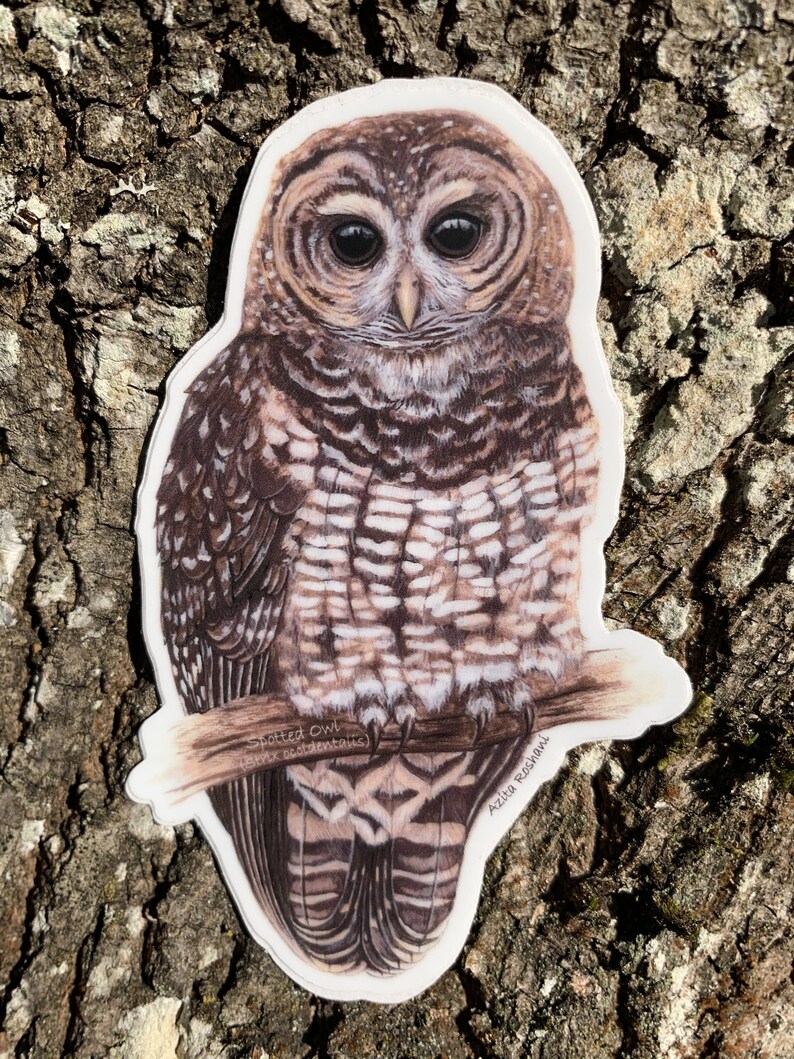 Spotted Owl Sticker, Waterproof, Owl Art, Laptop Decal, Water Bottle ...