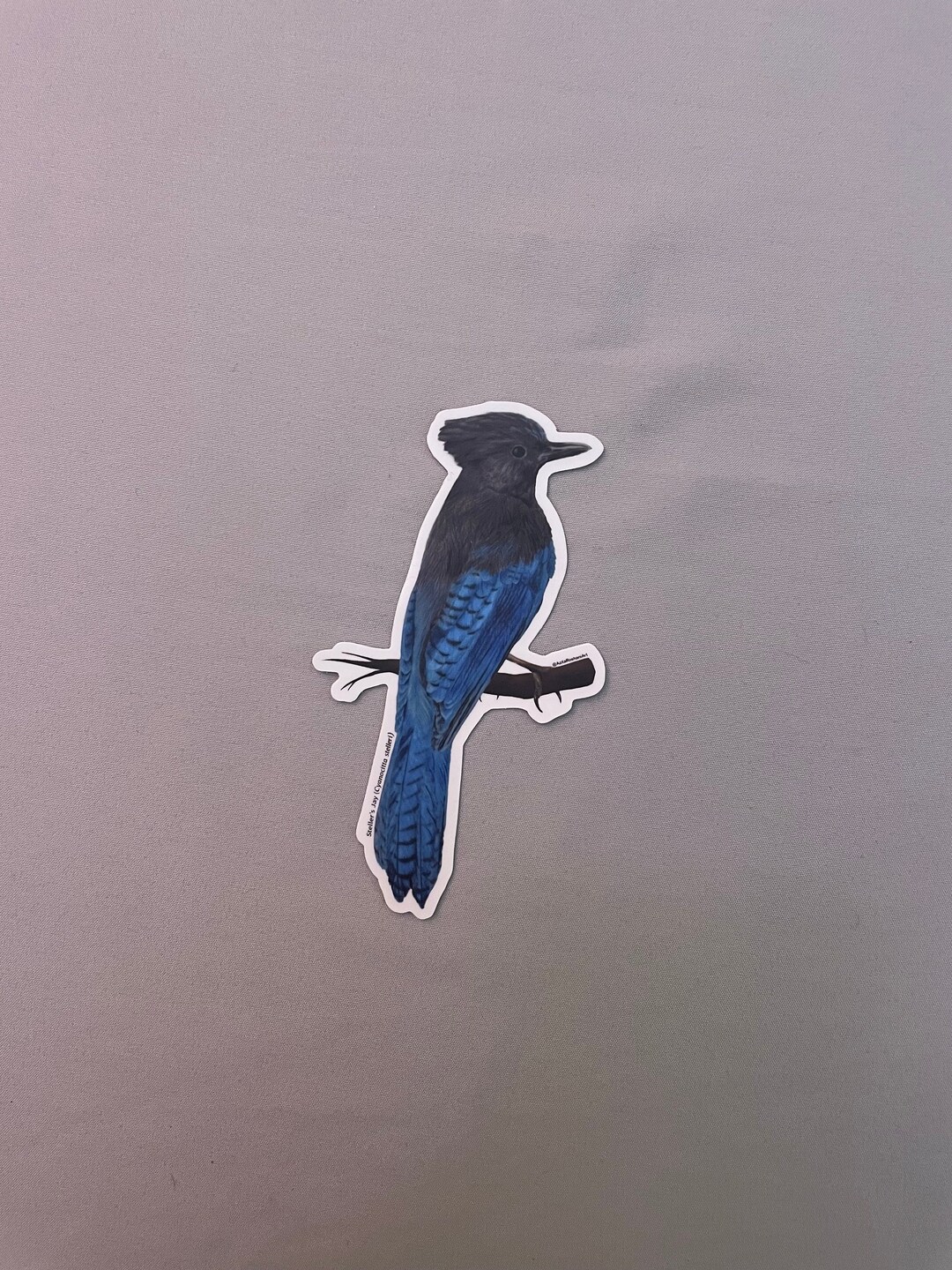 Stellers Jay Sticker, Waterproof, Bird Art, Laptop Decal, Water Bottle ...