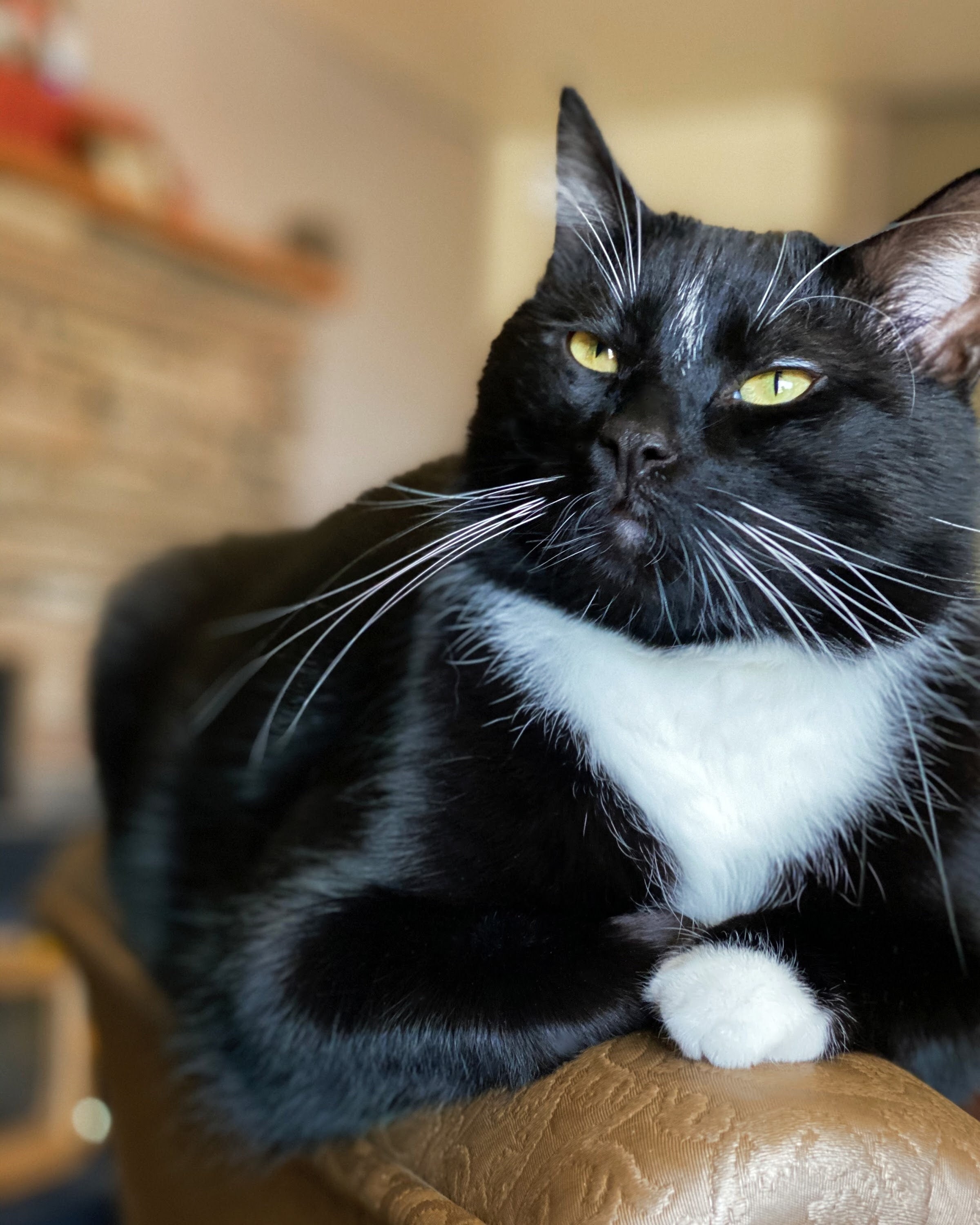 Tuxedo Cat Photo Printable Stock Photography - Etsy