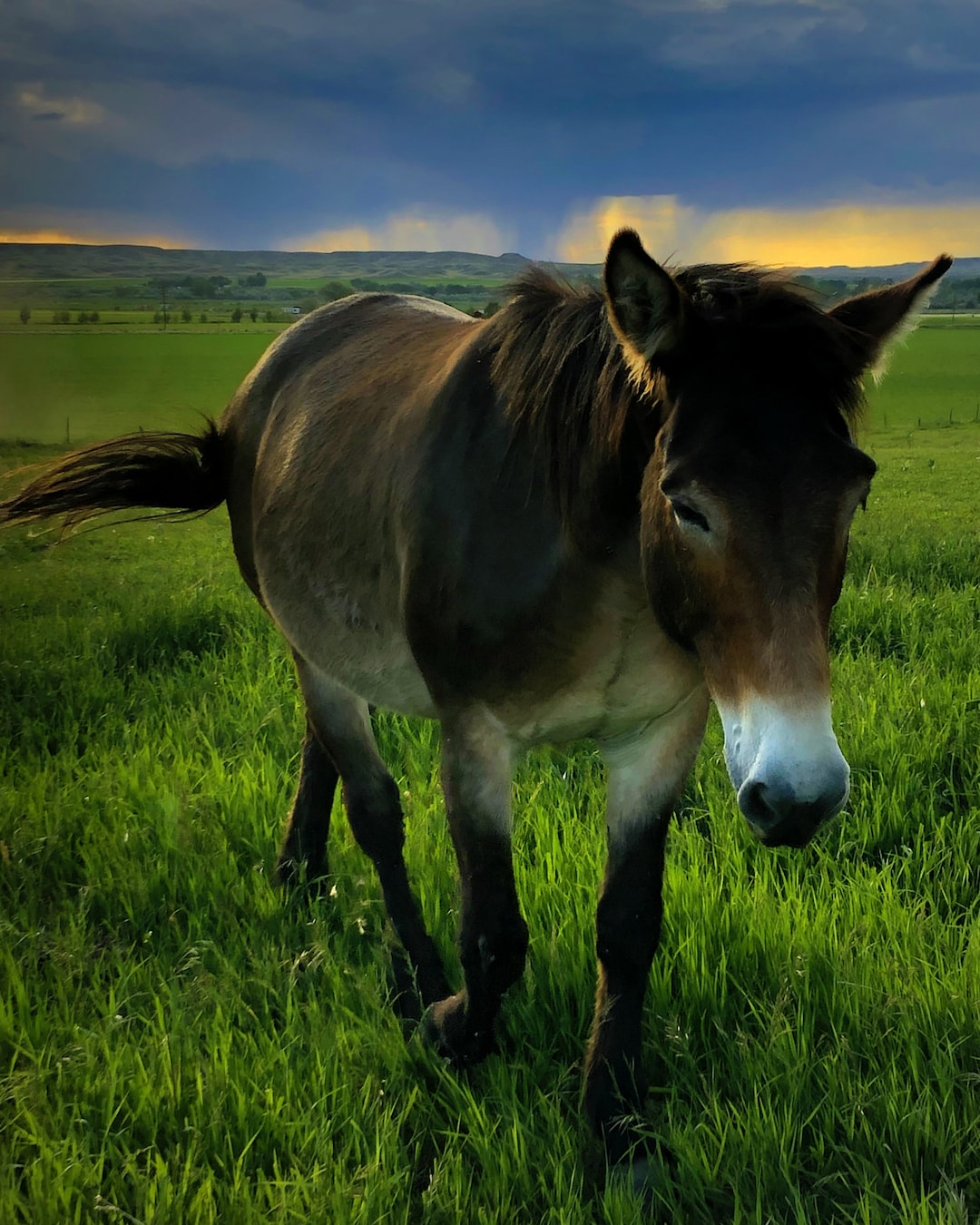 Donkey With Storm Background Printable Download Rustic Americana ...